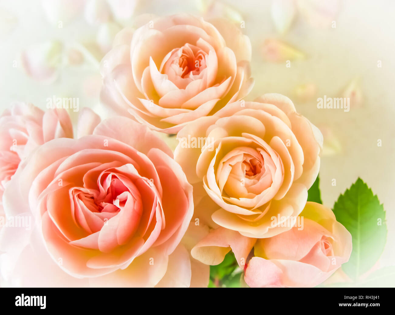 Delicate roses and petals on a white background in the sunlight ...