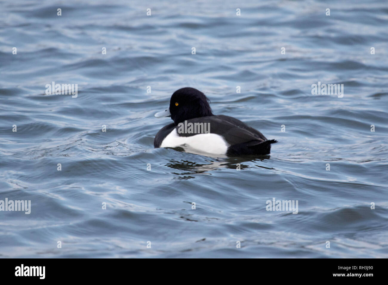 Single tuft hi-res stock photography and images - Alamy