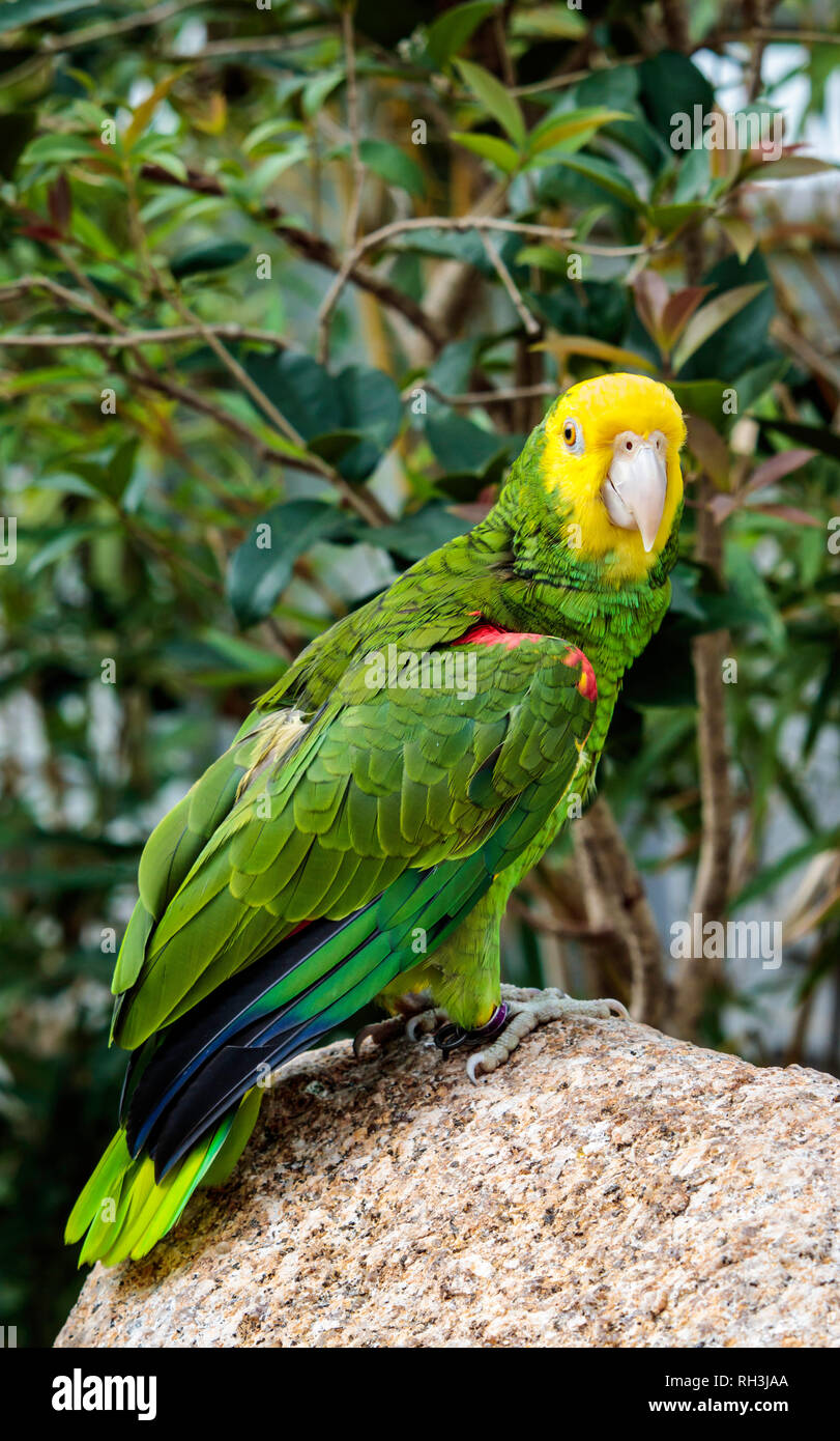 Yellow headed green parrot hi-res stock photography and images - Alamy