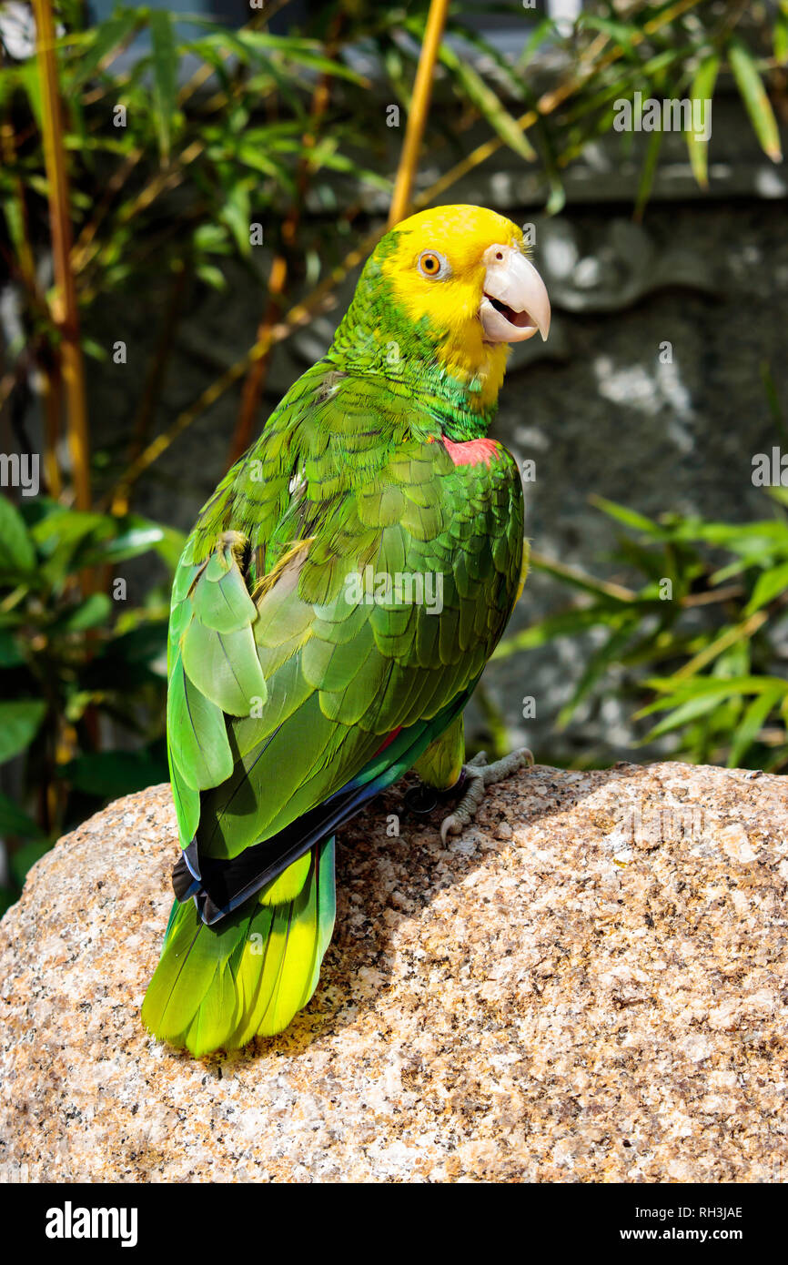 Yellow headed green parrots at the Bird Gardens, Hong Kong, China, Asia ...