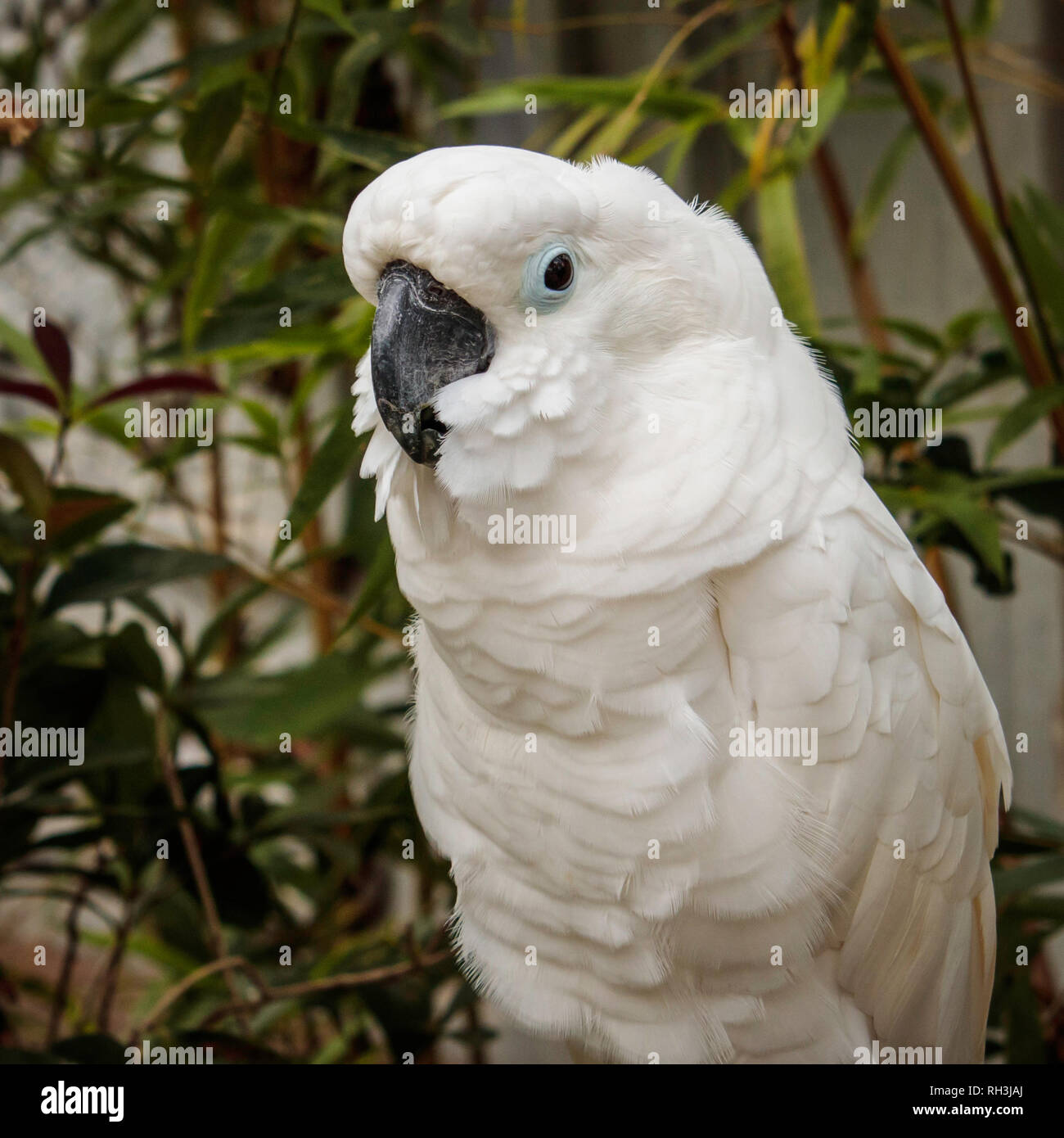 A white parrot at the Bird Gardens, Hong Kong, China, Asia Stock Photo ...