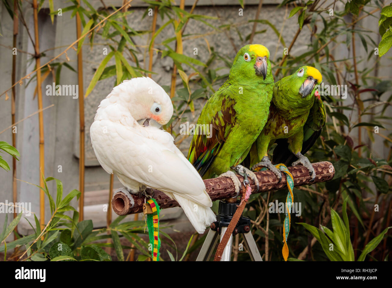 Yellow headed green parrots at the Bird Gardens, Hong Kong, China, Asia ...
