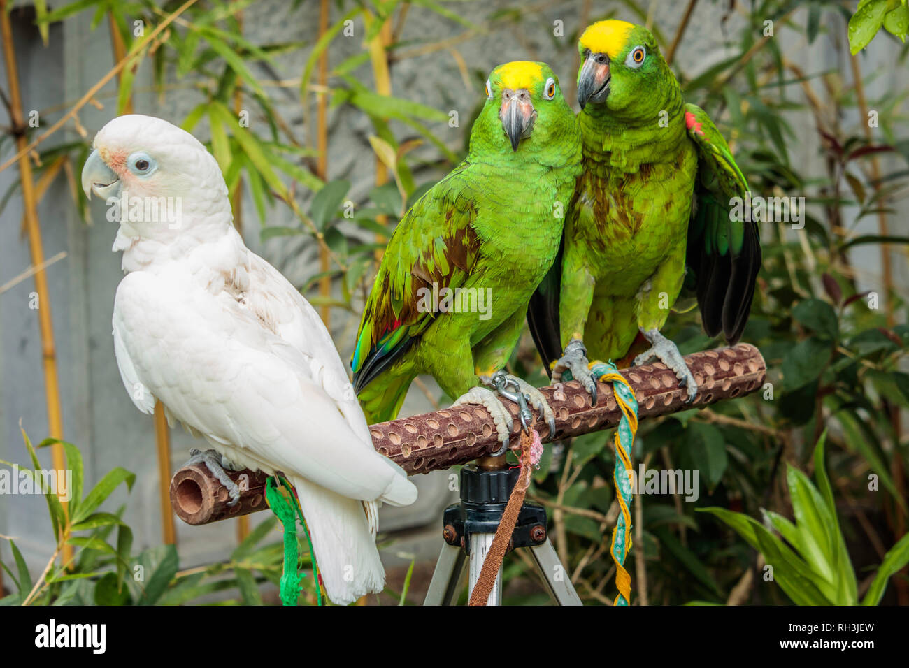 Yellow headed green parrots at the Bird Gardens, Hong Kong, China, Asia ...
