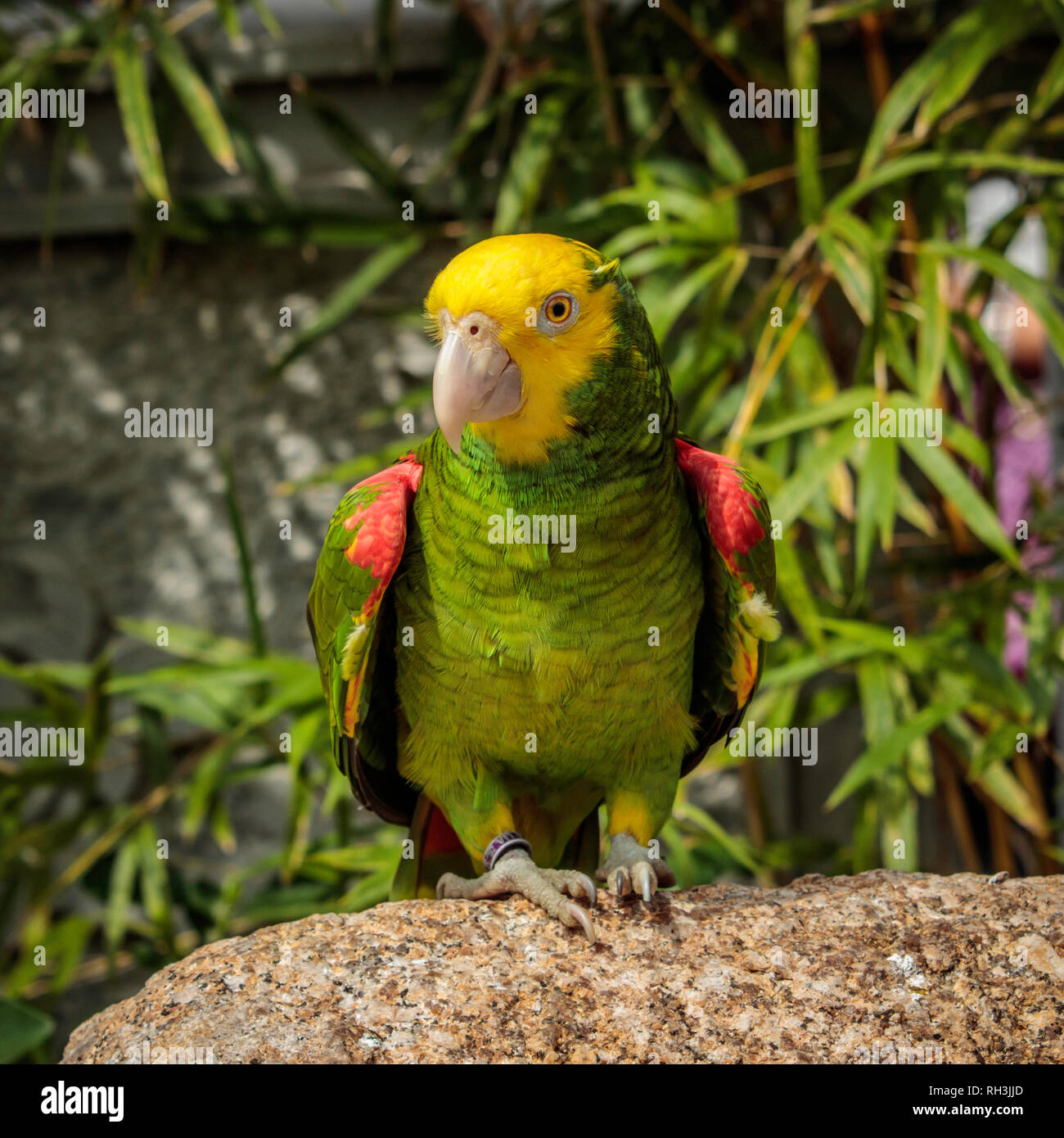Yellow headed green parrots at the Bird Gardens, Hong Kong, China, Asia ...