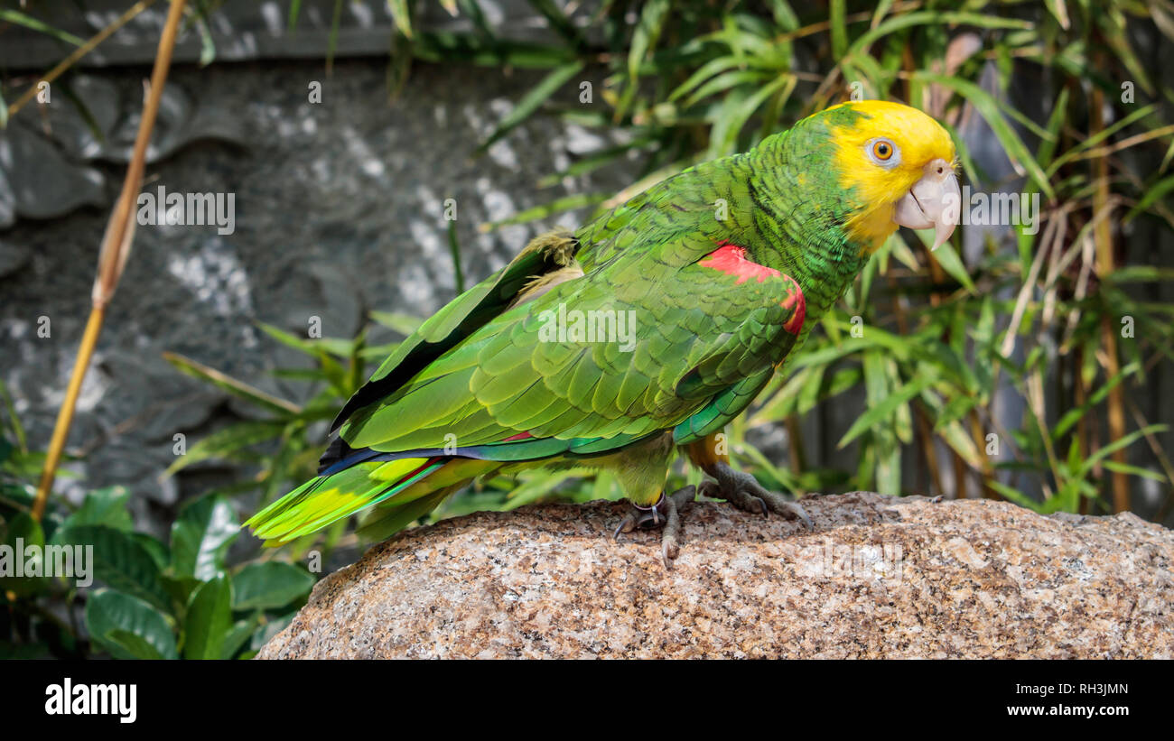 Yellow headed green parrots at the Bird Gardens, Hong Kong, China, Asia ...