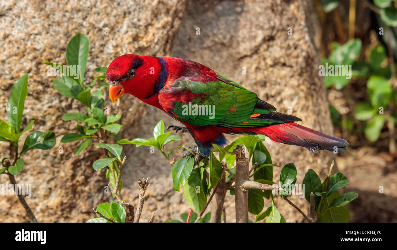 A red parrot at the Bird Gardens, Hong Kong, China, Asia Stock Photo ...