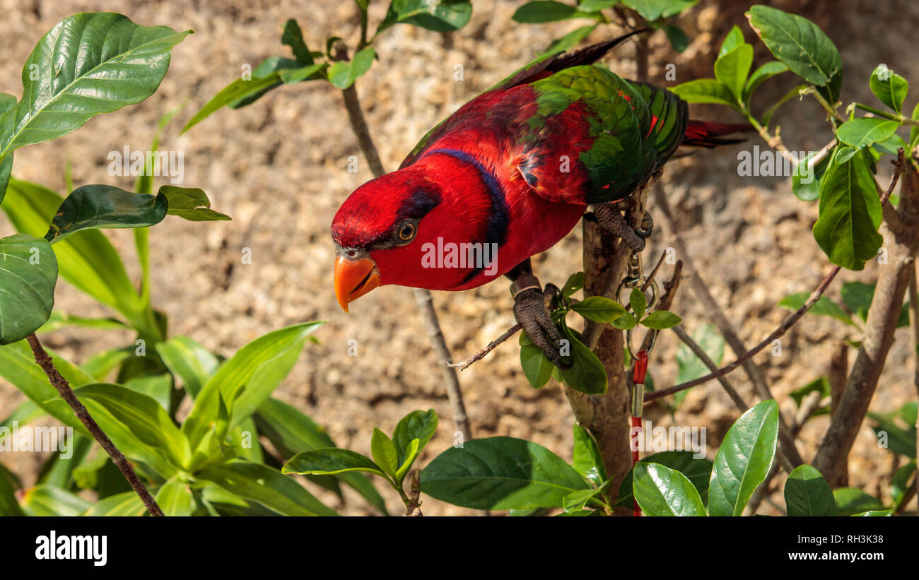 A red parrot at the Bird Gardens, Hong Kong, China, Asia Stock Photo ...