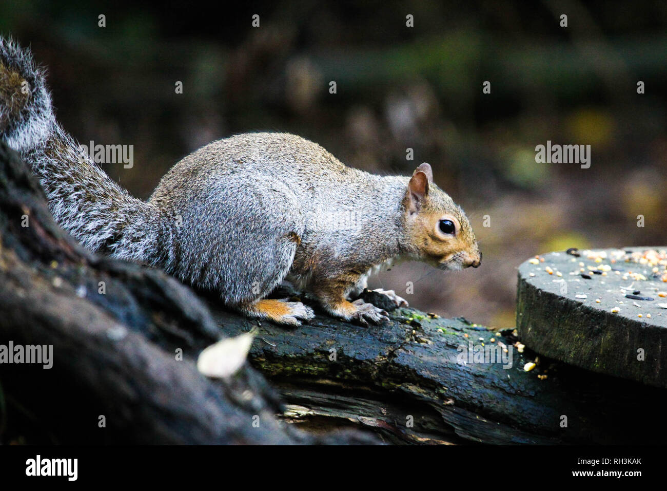 Grey squirrel pest seeds hi-res stock photography and images - Alamy
