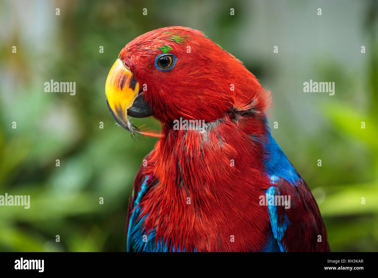 A red Macaw parrot at the Bird Gardens, Hong Kong, China, Asia Stock ...