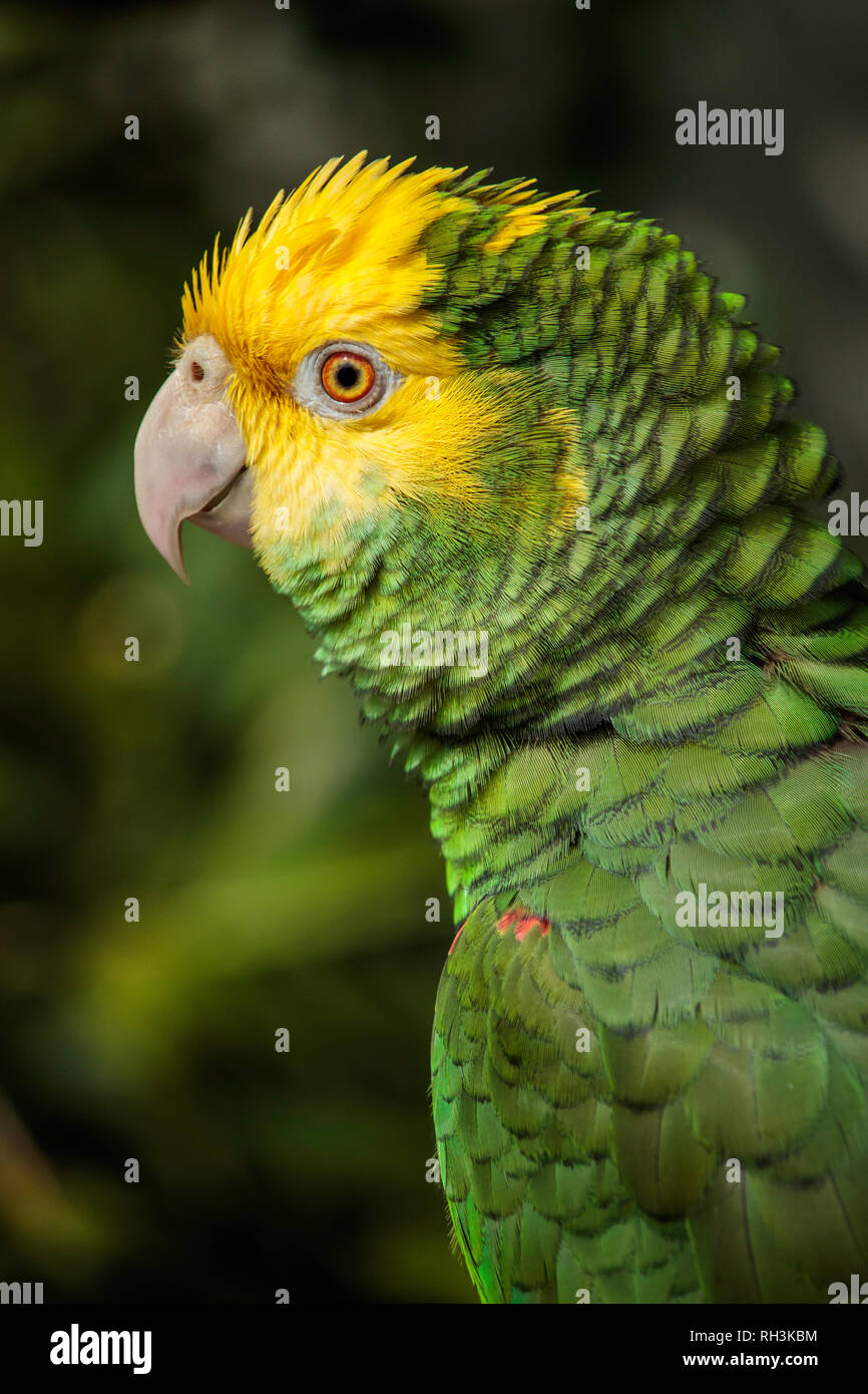 Yellow headed green parrots at the Bird Gardens, Hong Kong, China, Asia ...