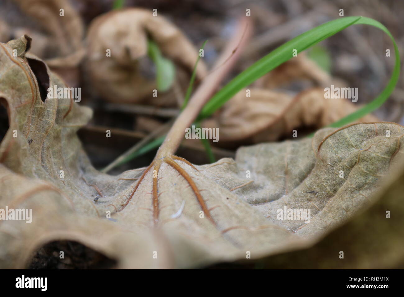 A yellow leaf Stock Photo - Alamy