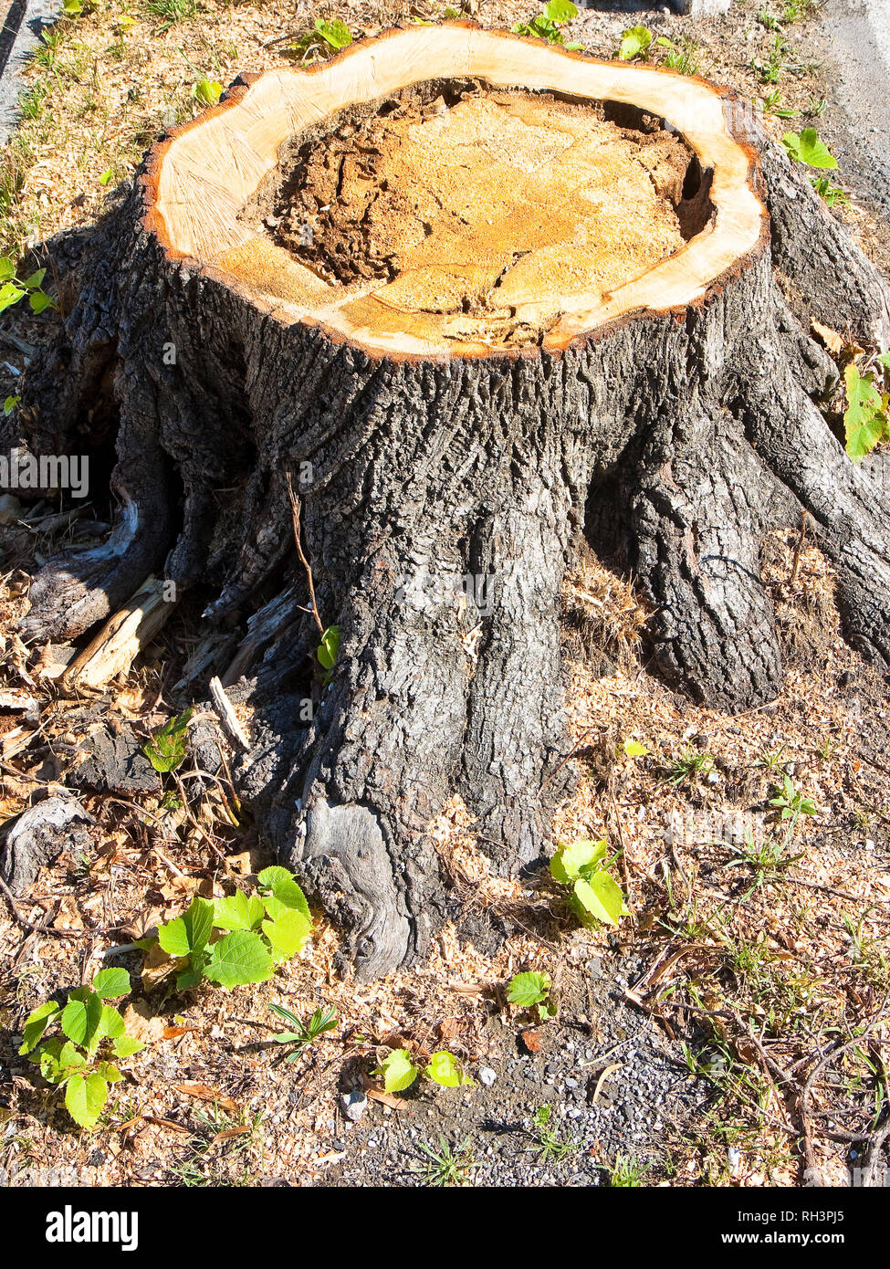 Detail of tree stump from recently cut tree. Linden tree was cut ...