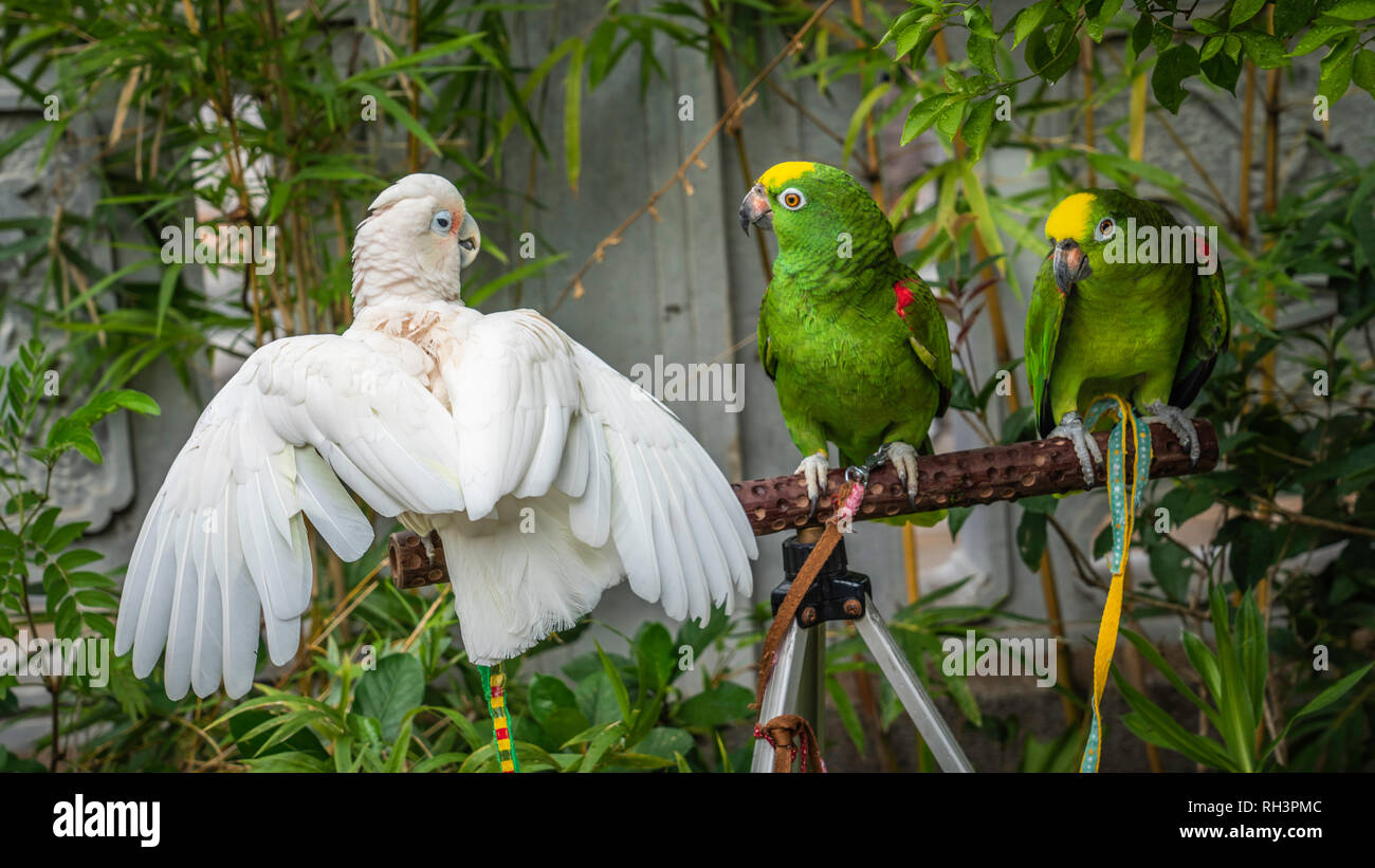 Yellow headed green parrots at the Bird Gardens, Hong Kong, China, Asia ...