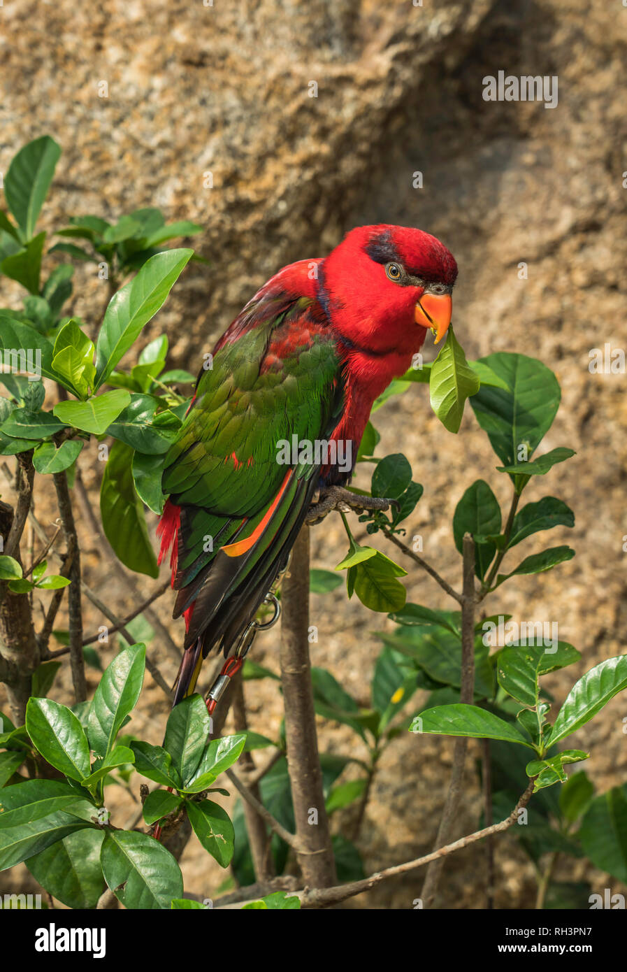 Tropical birds china hi-res stock photography and images - Alamy
