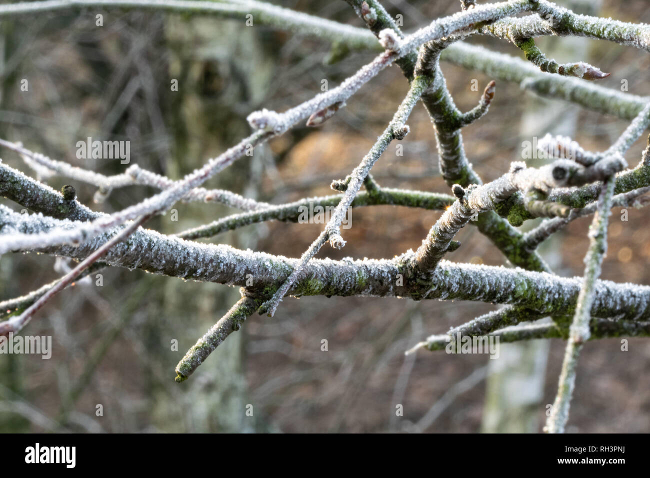 Branches with frost. Frozen trees in the forest Stock Photo - Alamy