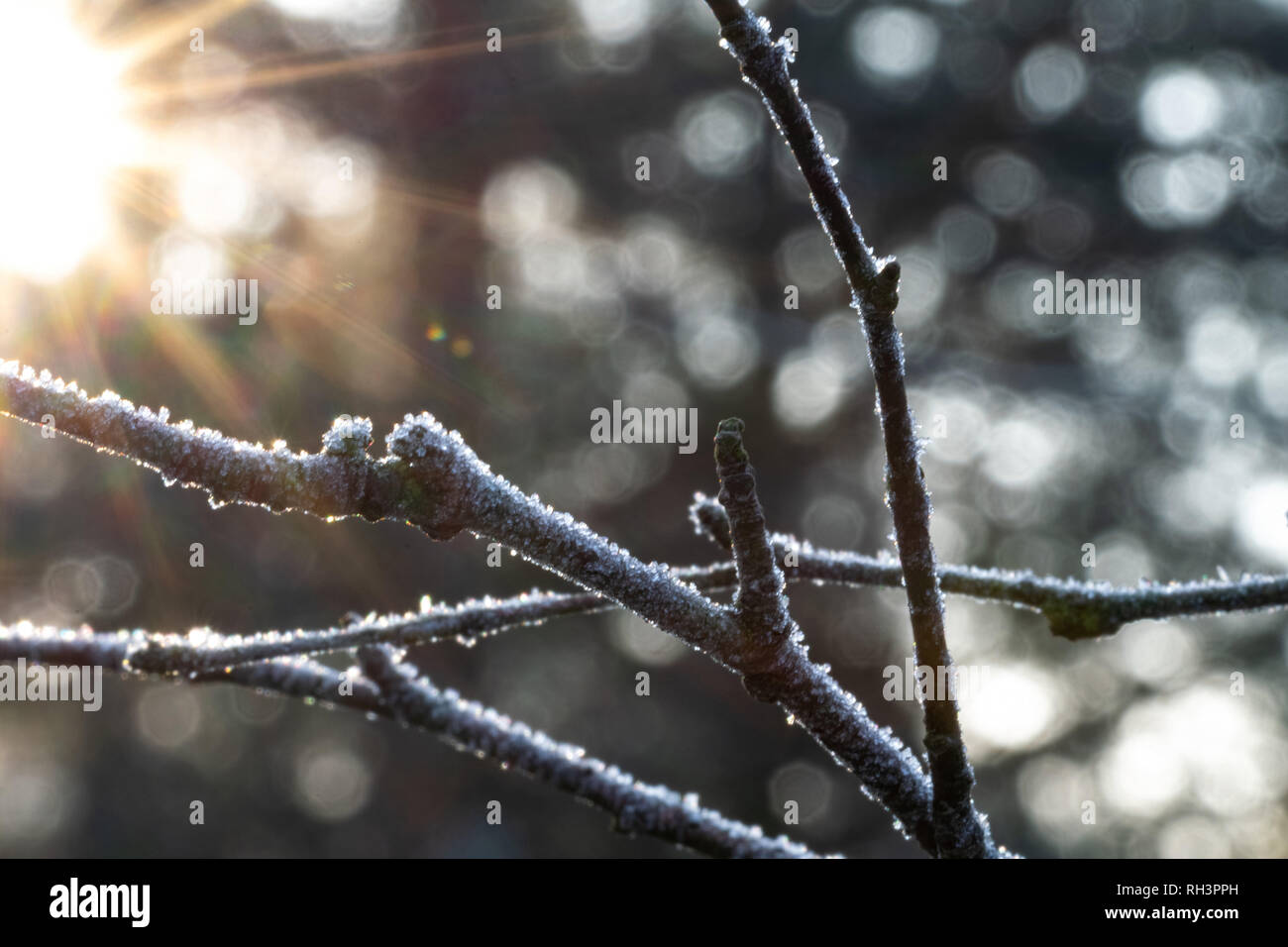Branches with frost. Frozen trees in the forest Stock Photo - Alamy