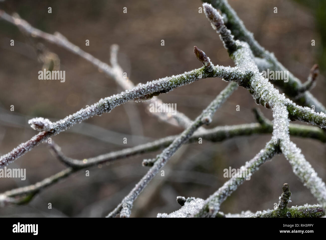 Branches with frost. Frozen trees in the forest Stock Photo - Alamy