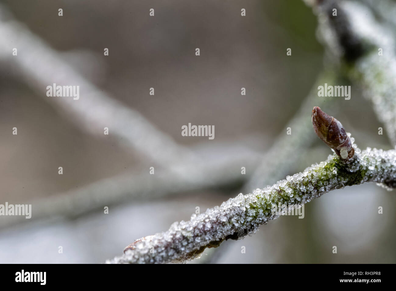 Branches with frost. Frozen trees in the forest Stock Photo - Alamy