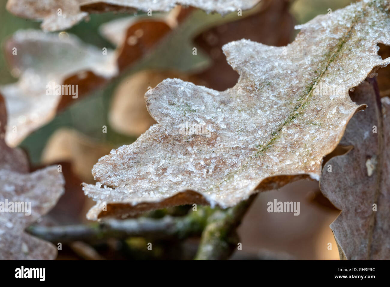 Branches with frost. Frozen trees in the forest Stock Photo - Alamy