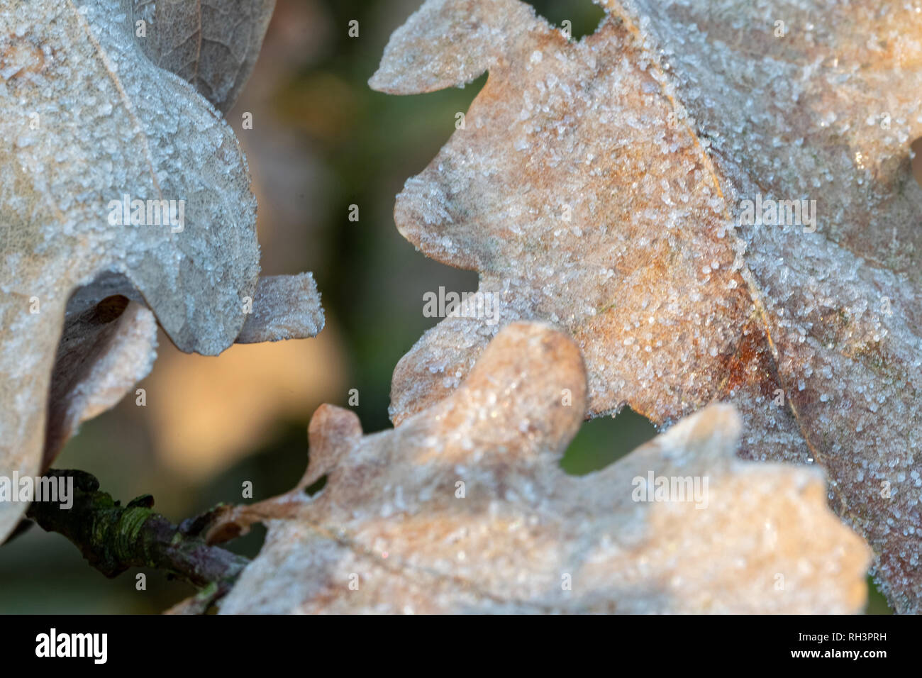 Branches with frost. Frozen trees in the forest Stock Photo - Alamy