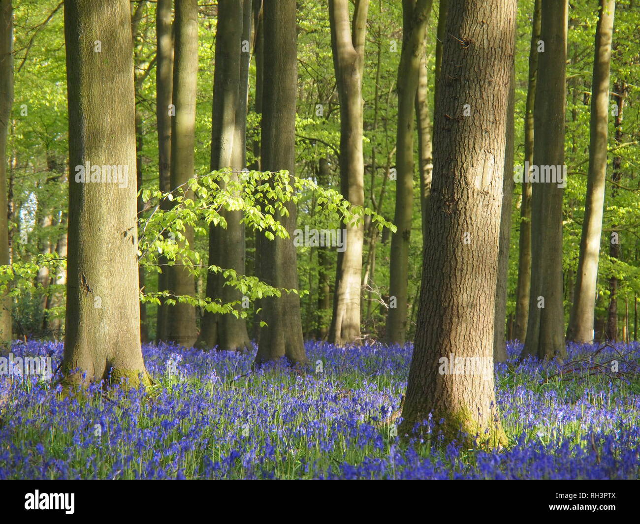 Bluebells in Beech tree woodland in Spring in Hertfordshire. Landscape ...