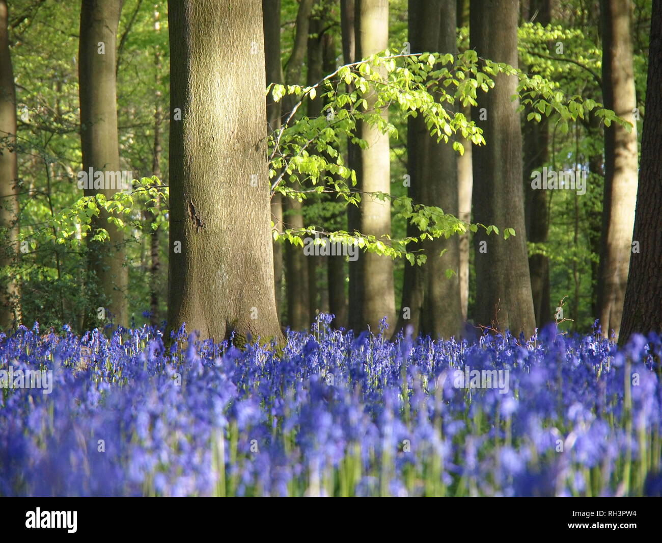 Bluebells in Beech tree woodland in Spring in Hertfordshire. Landscape ...