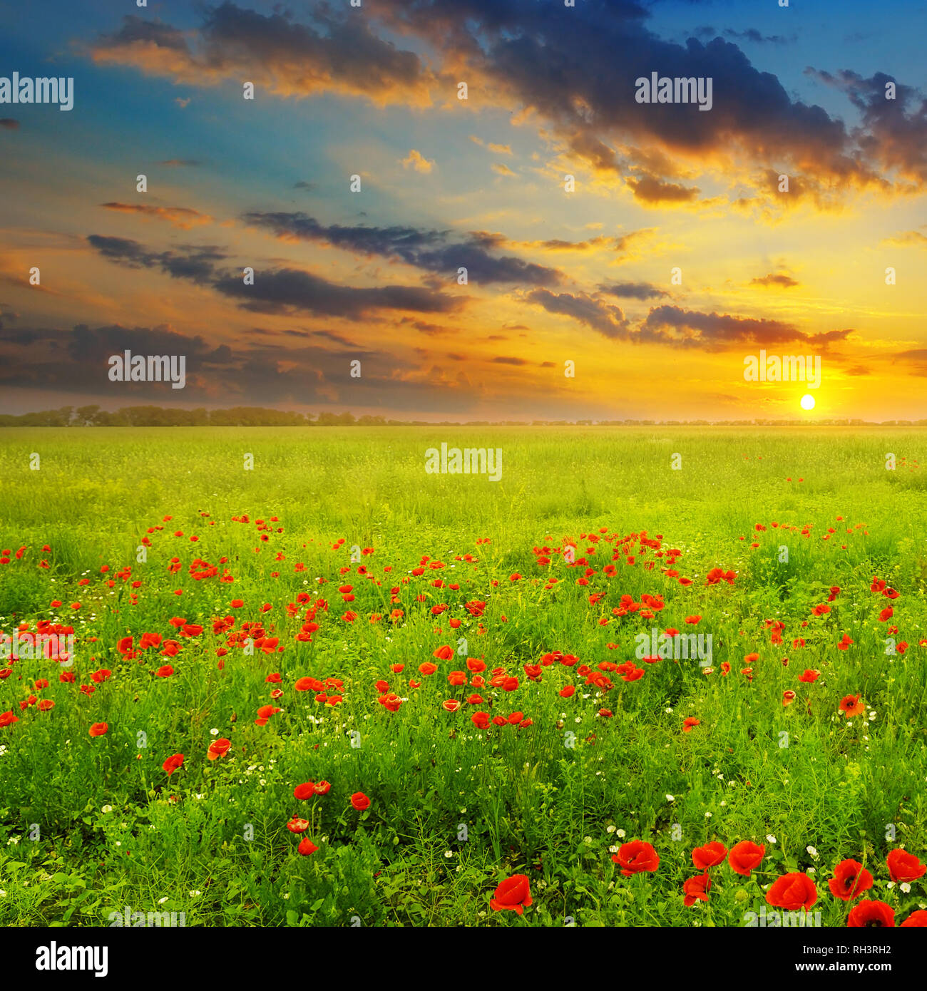 Field with poppies and sunrise Stock Photo - Alamy