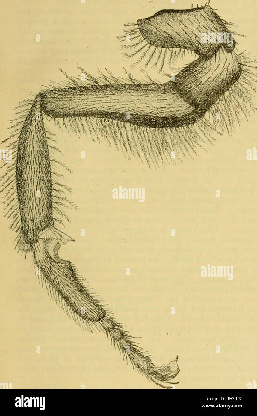 Bee Leg Anatomy Parts Of A Honeybee