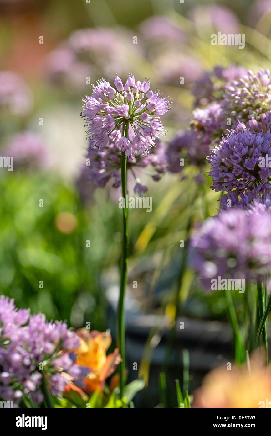 Allium "Pink Planet" blooming Stock Photo - Alamy