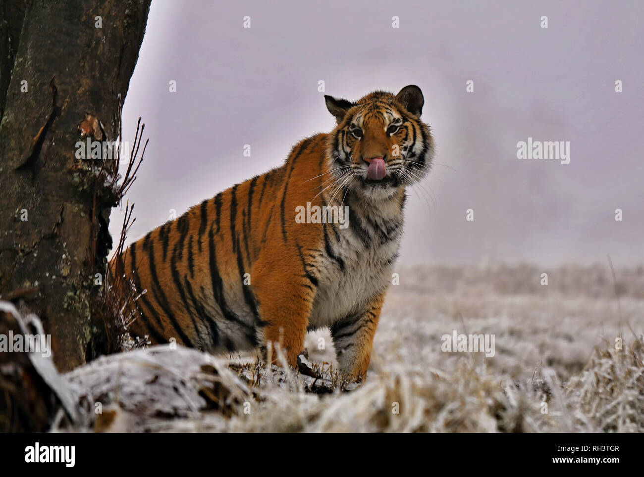 Shooting tiger hi-res stock photography and images - Alamy