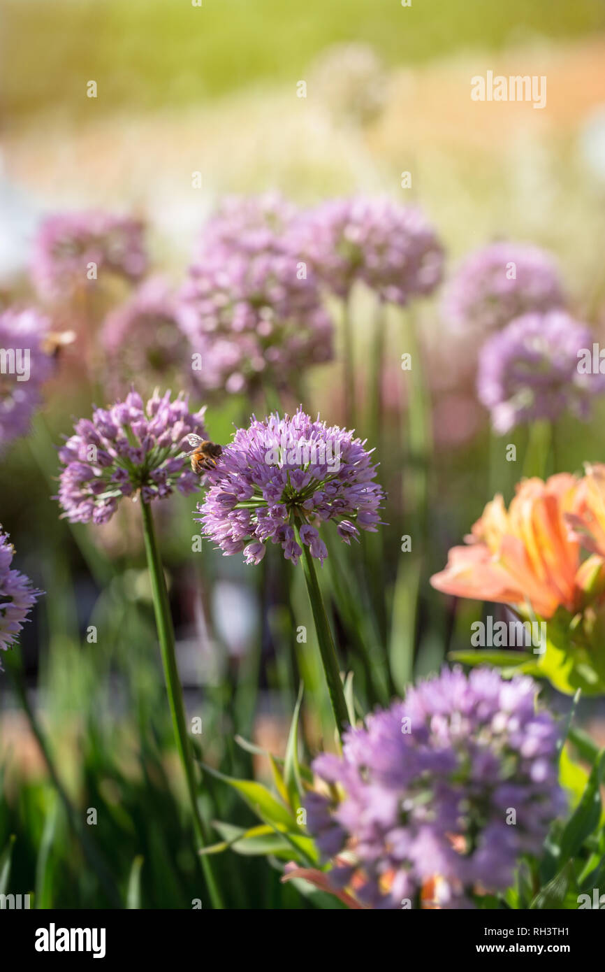 Allium "Pink Planet" blooming Stock Photo - Alamy