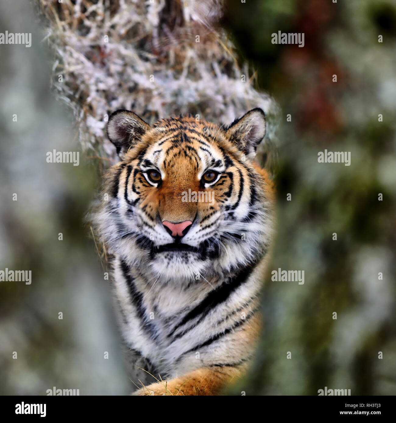 Shooting tiger hi-res stock photography and images - Alamy