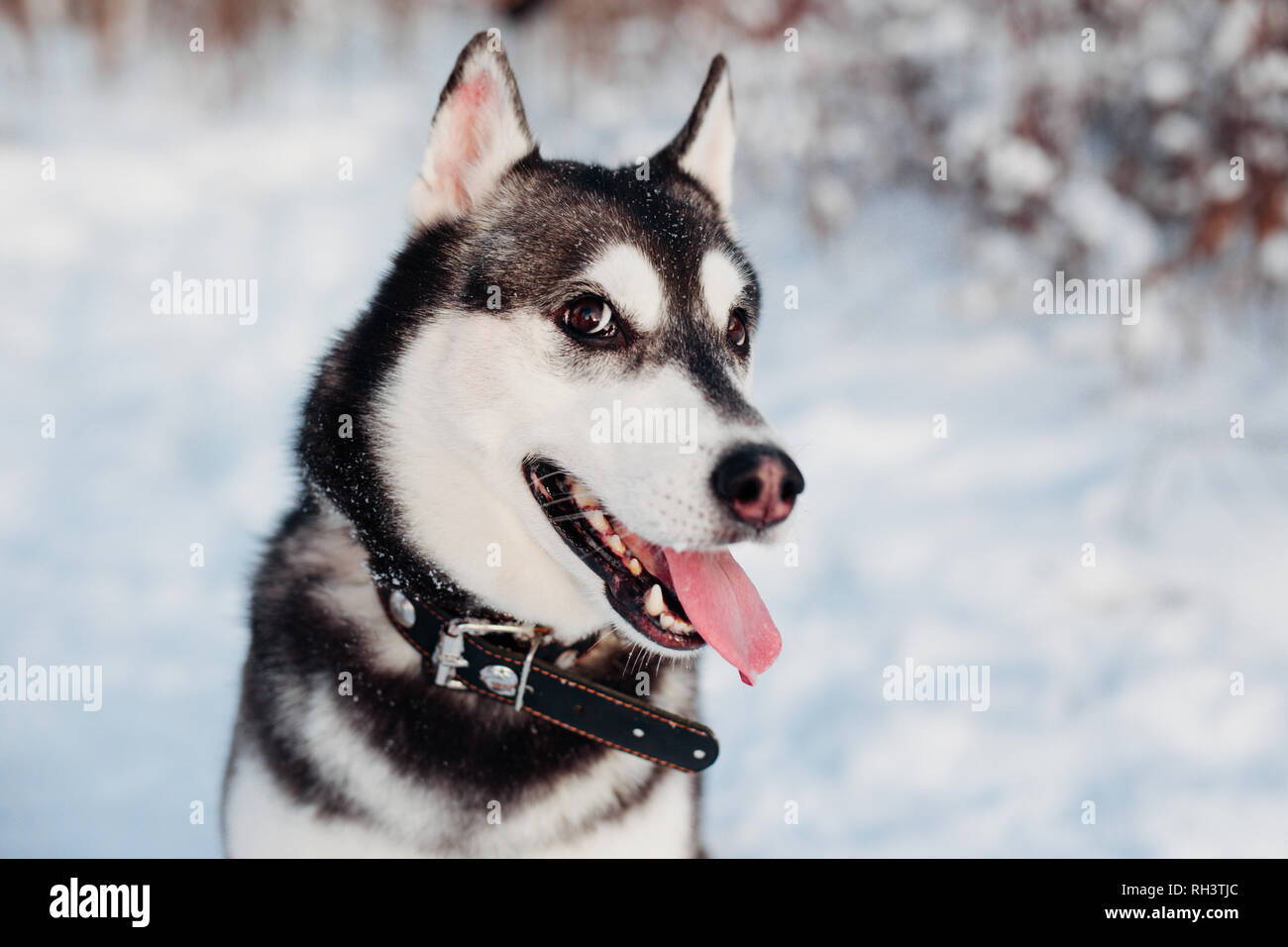 Portrait of Siberian Husky in snow winter forest Stock Photo - Alamy