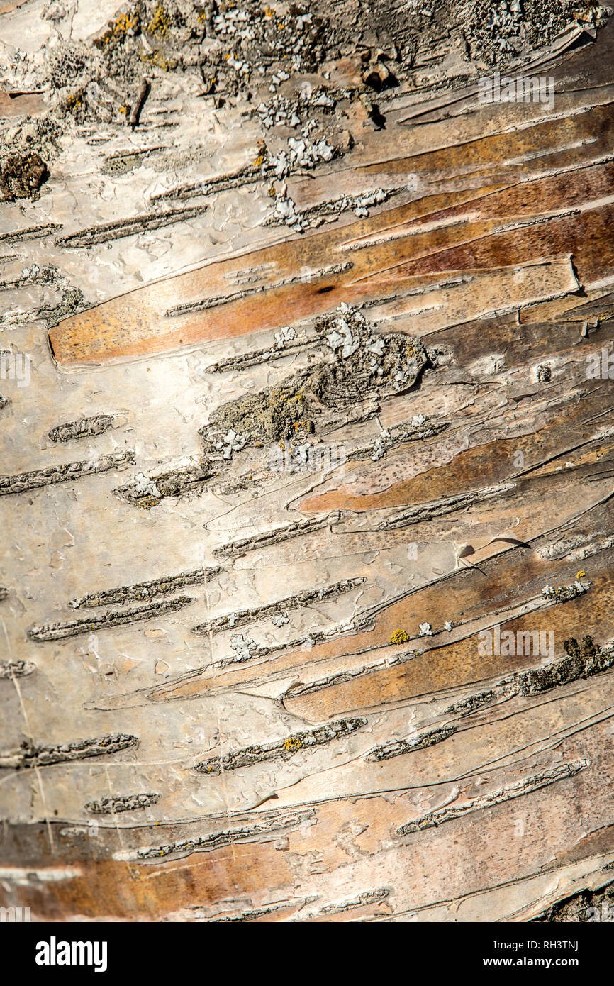 A close up of tree bark texture during winter near Cataldo, Idaho Stock ...
