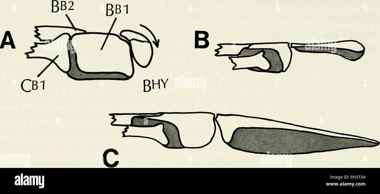 . Breviora. 14 BREVIORA No. 487. Figure 7. Basihyal and associated ...