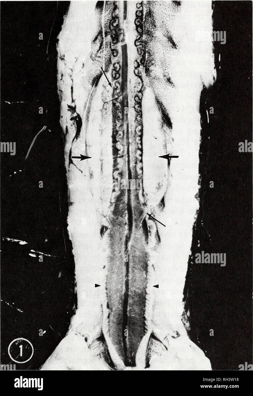 . Brimleyana. Zoology; Ecology; Natural history. Necturus Testis and ...