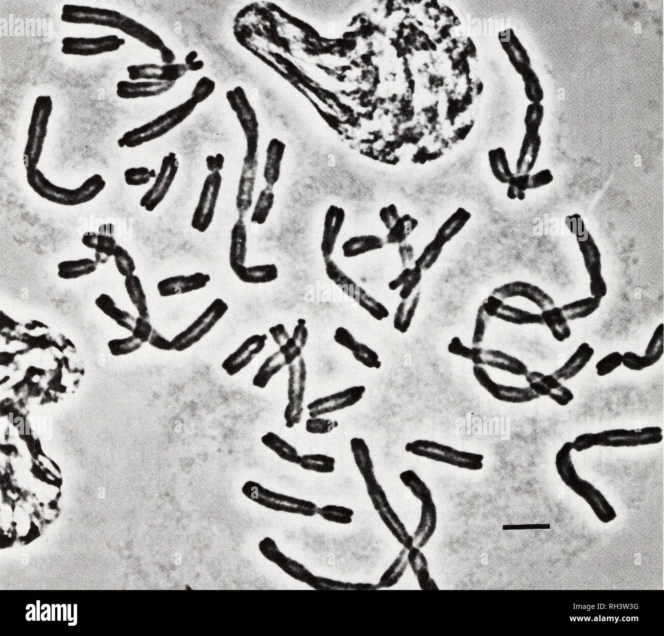 . Brimleyana. Zoology; Ecology; Natural history. 44 Stanley K. Sessions ...