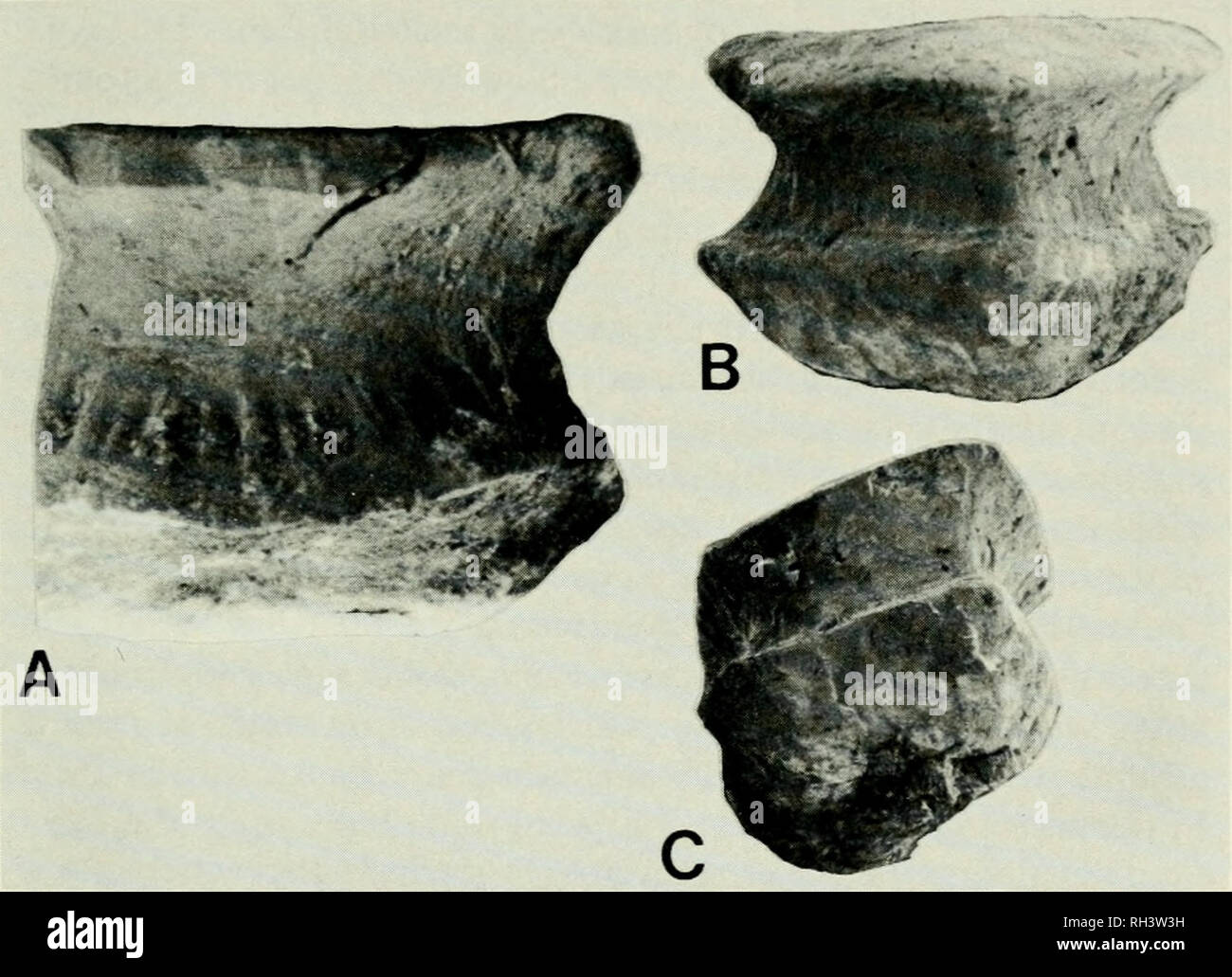 . Breviora. 1986 THELODUS MAC IN TOSH I. Plate 2. Scales of ...