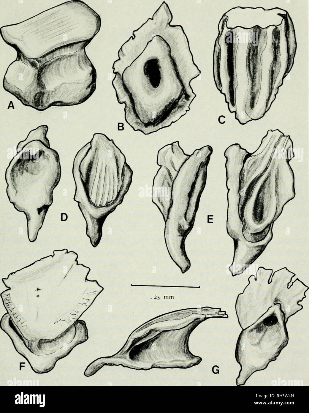 . Breviora. 1986 THELODUS MACINTOSH I. Figure 2. Isolated scales from ...