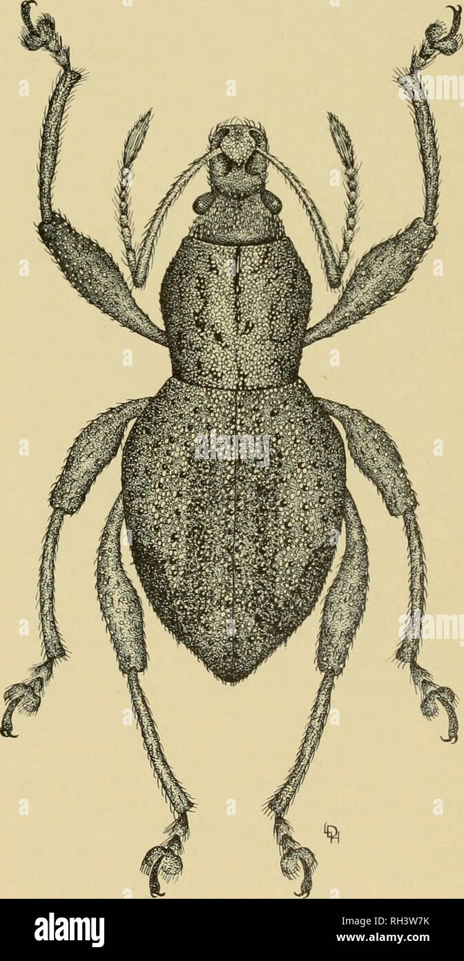 Nodulus hi-res stock photography and images - Alamy