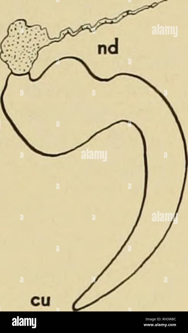 Nodulus hi-res stock photography and images - Alamy