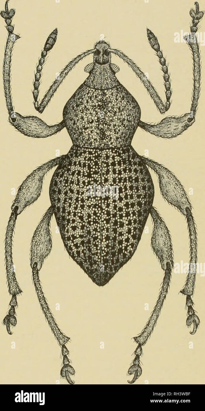 Weevil Scales High Resolution Stock Photography and Images - Alamy