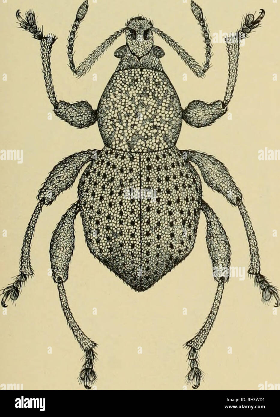 Shorter than the scape hi-res stock photography and images - Alamy