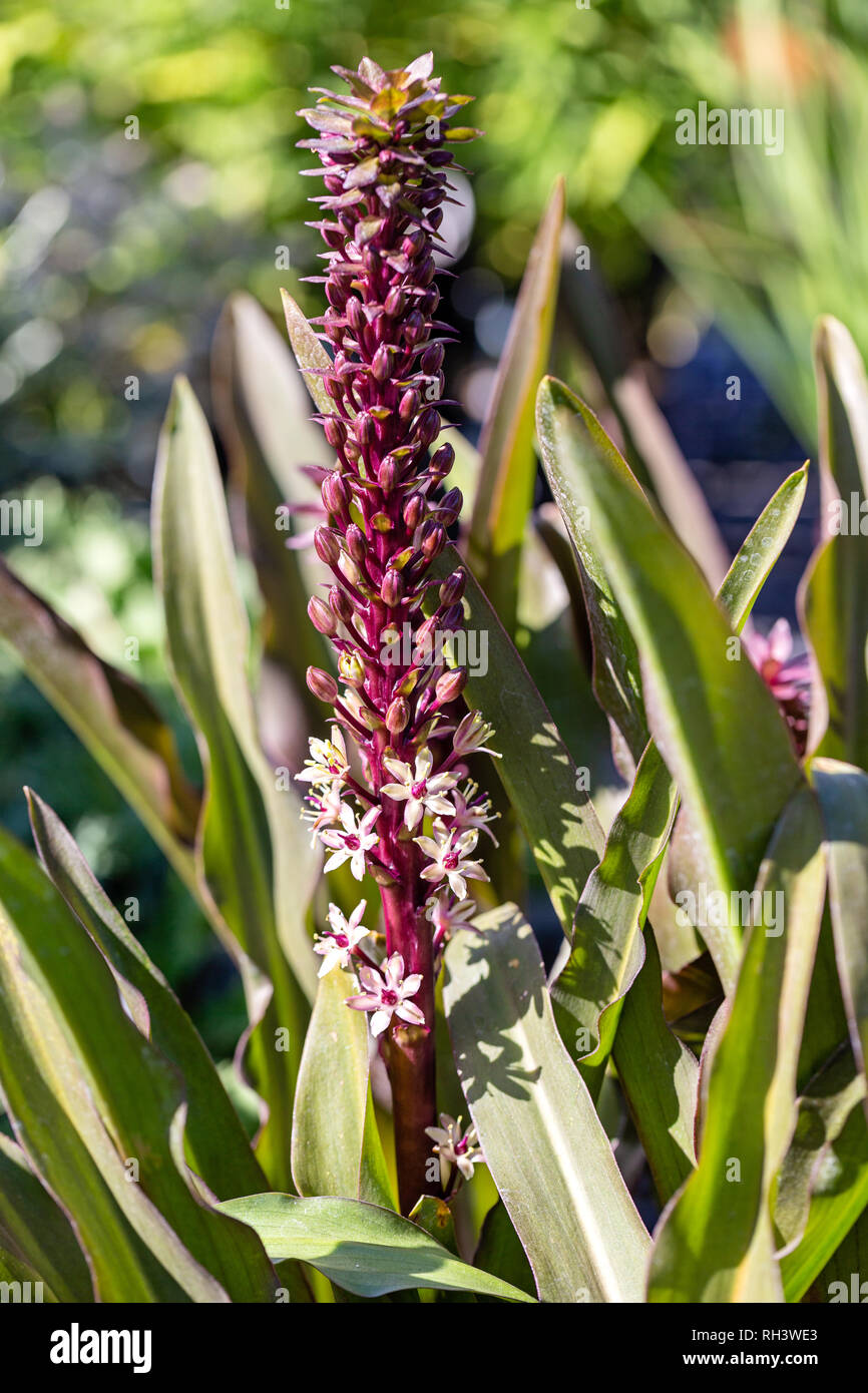 Pinapple Lily plant Stock Photo - Alamy
