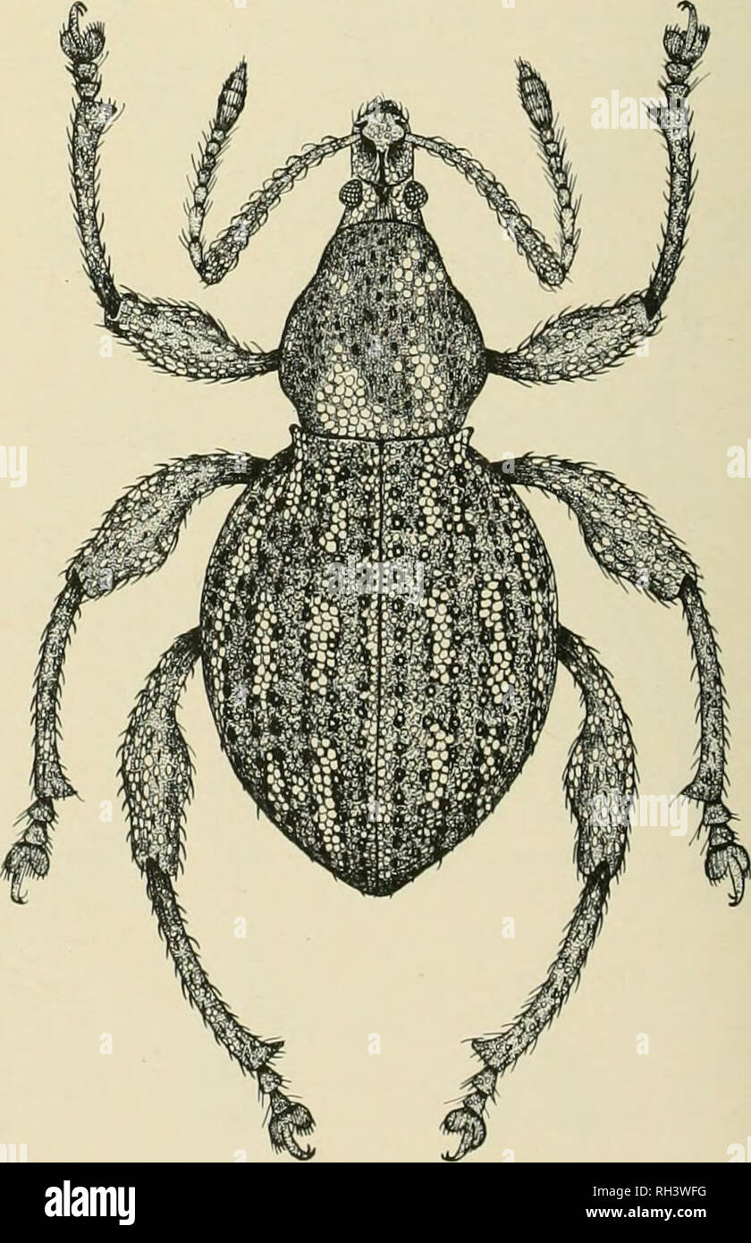 Shorter than the scape hi-res stock photography and images - Alamy