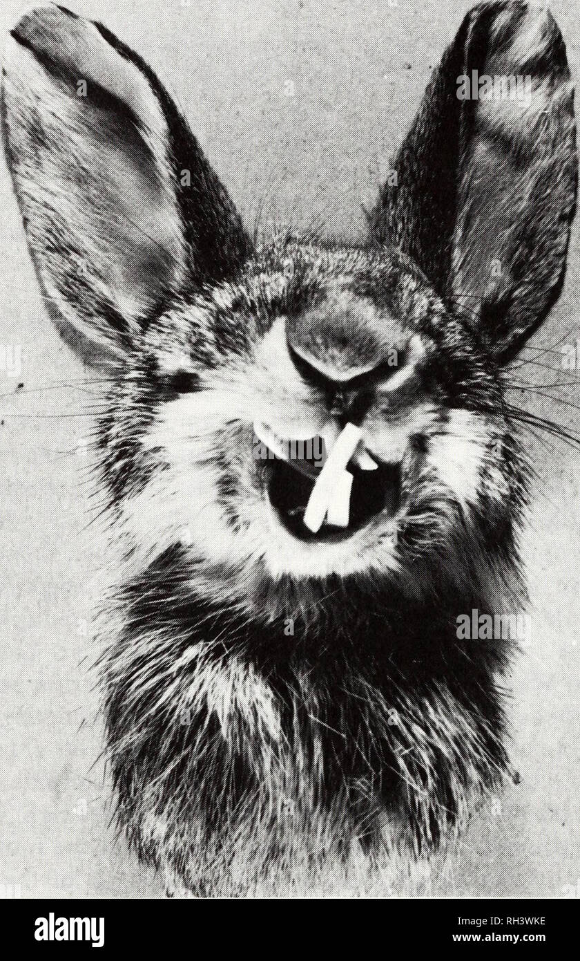 . Brimleyana. Zoology; Ecology; Natural history. 152 Gary W. Woodyard ...