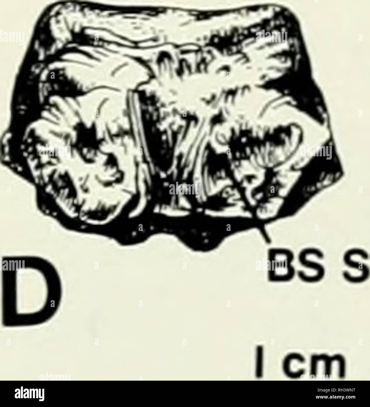 . Breviora. OPS. Figure 6. Basioccipital of Stereophallodon in A ...
