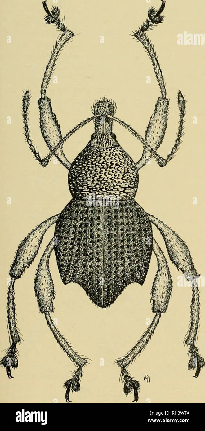 Weevil scales hi-res stock photography and images - Alamy