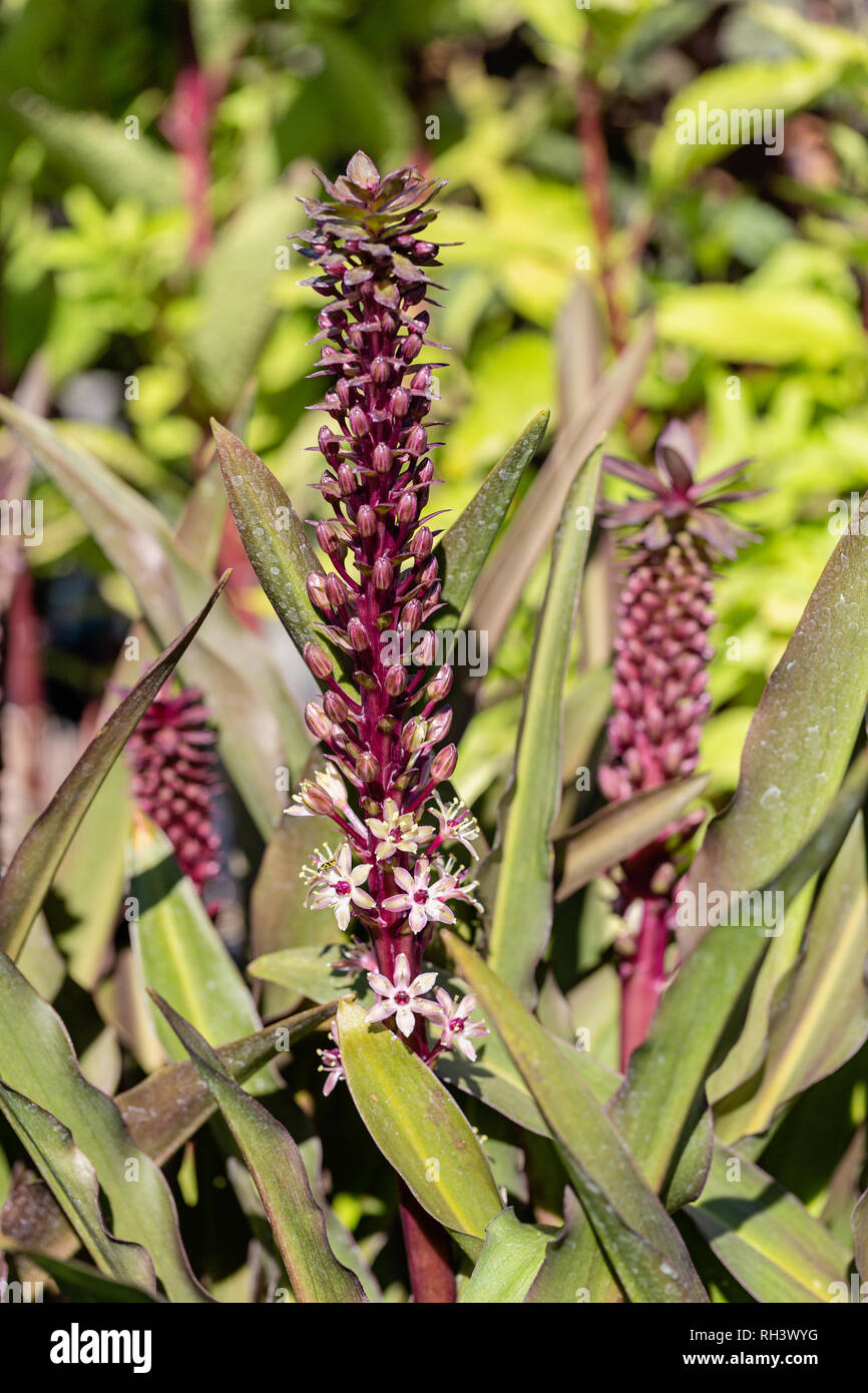 Pinapple Lily plant Stock Photo - Alamy