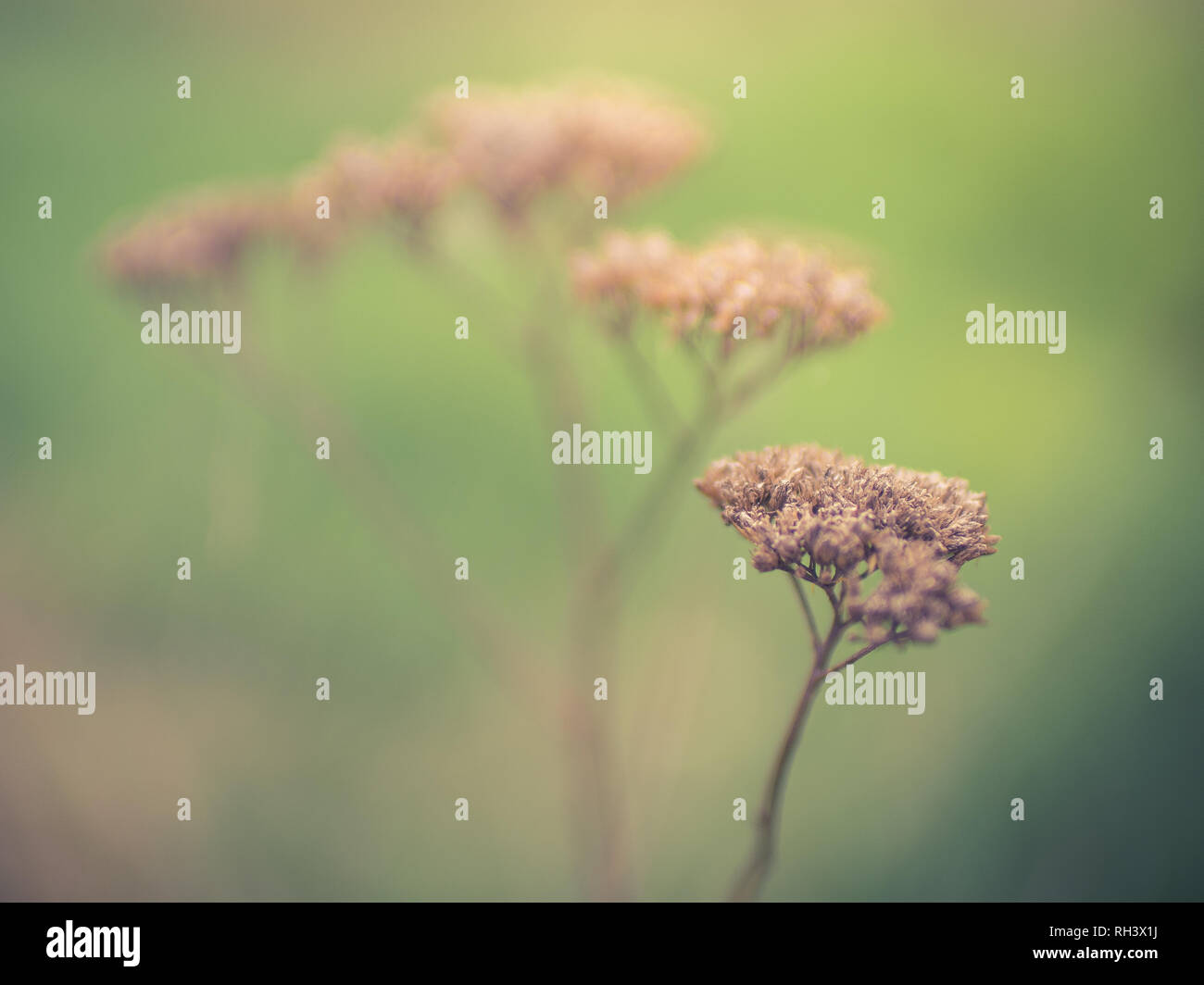 Natural background with dry flower stems. Green blurred backdrop ...